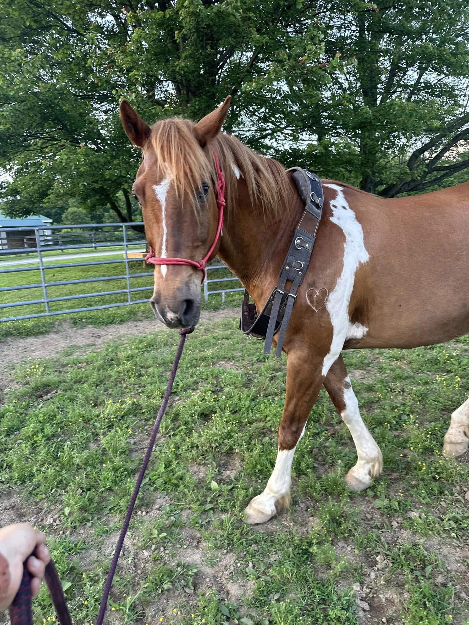 Finley – ATFO 2025 365 Division - Equine