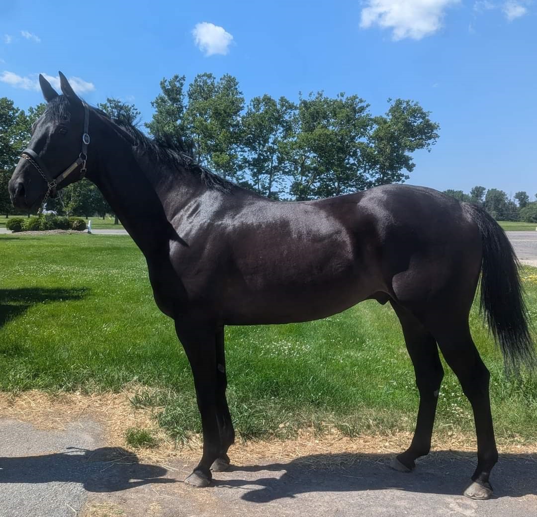 Uncle Ninny - Equine