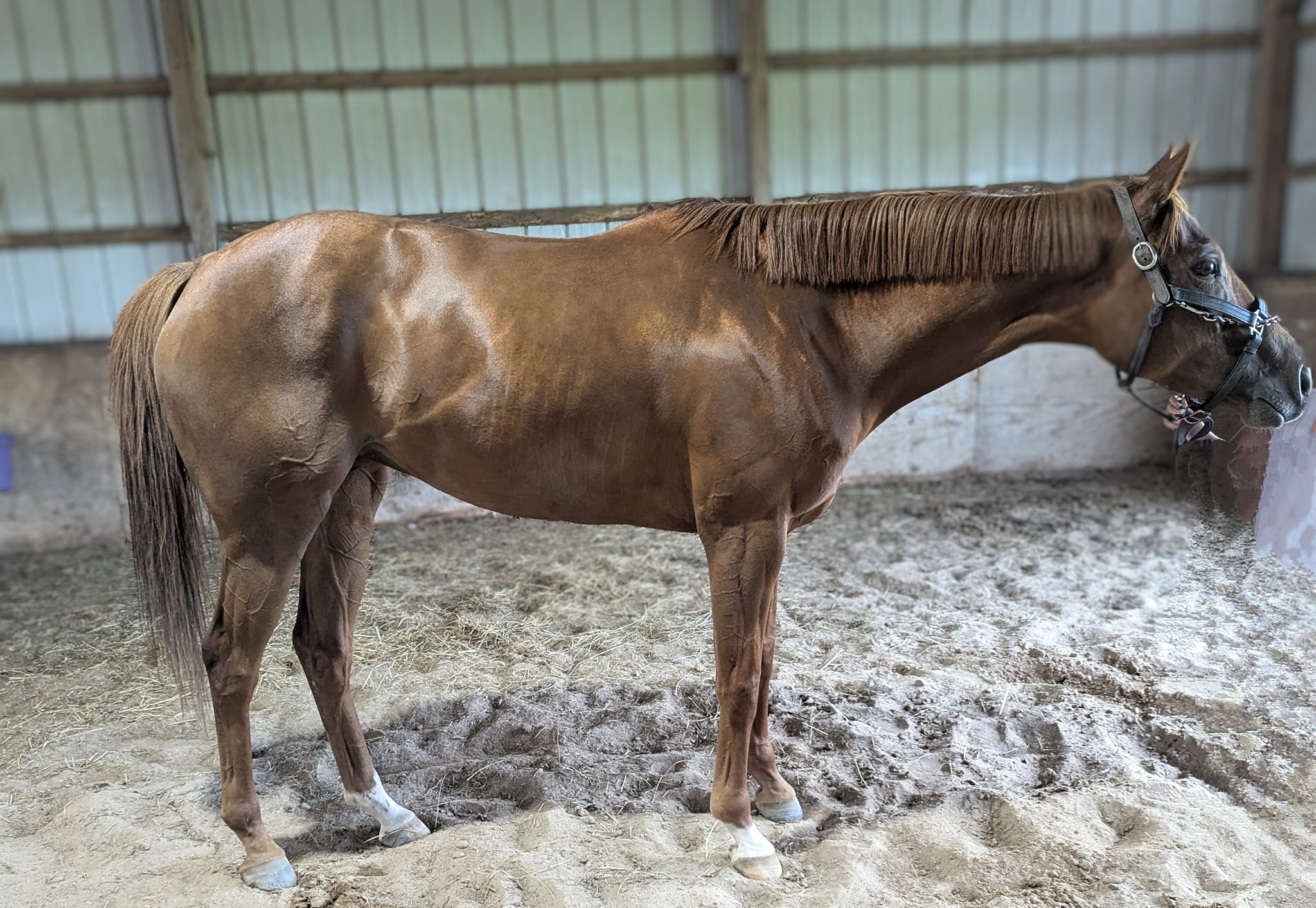 Unbridled's Reign - Equine