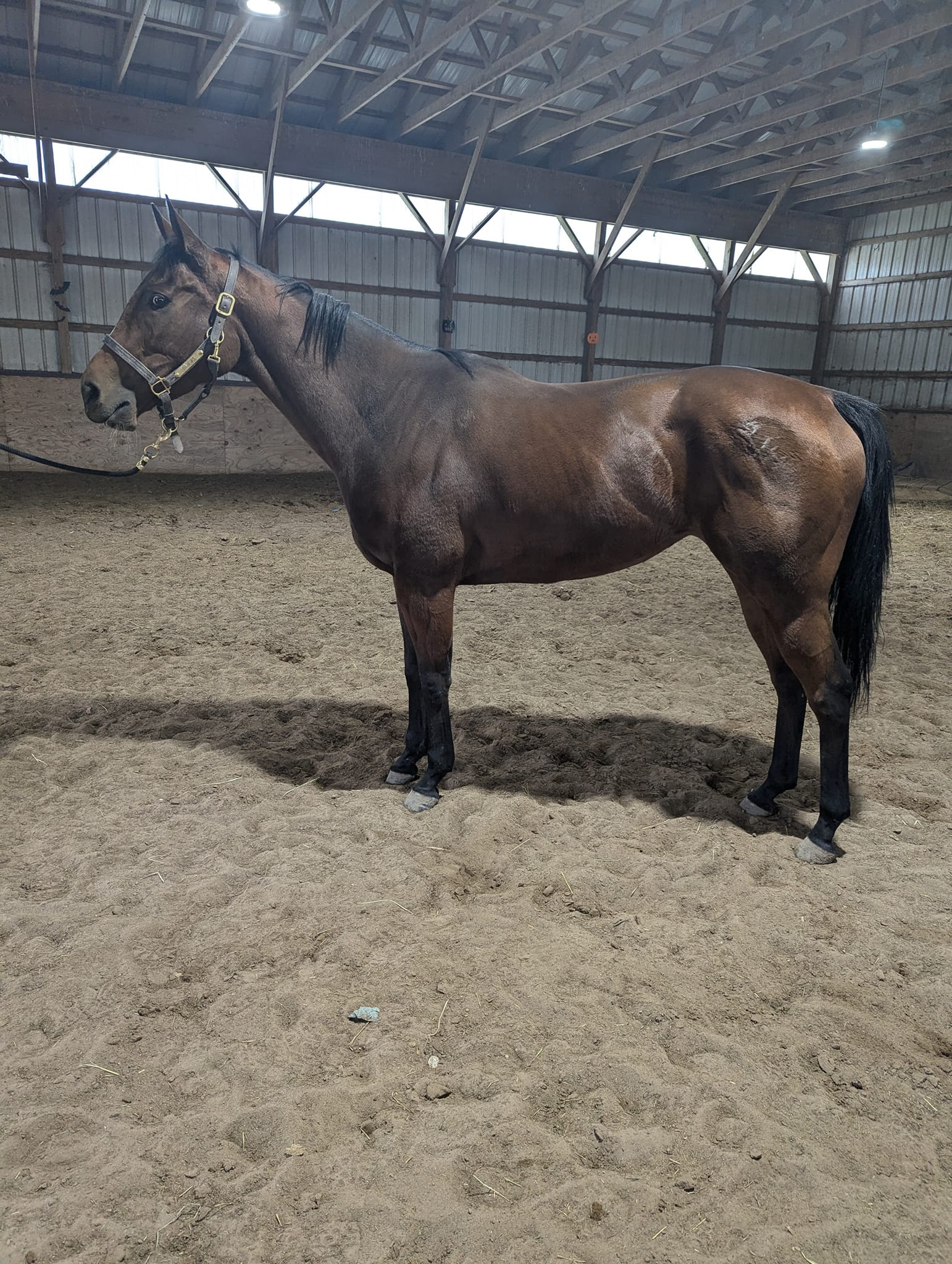 Moolah Rouge - Equine