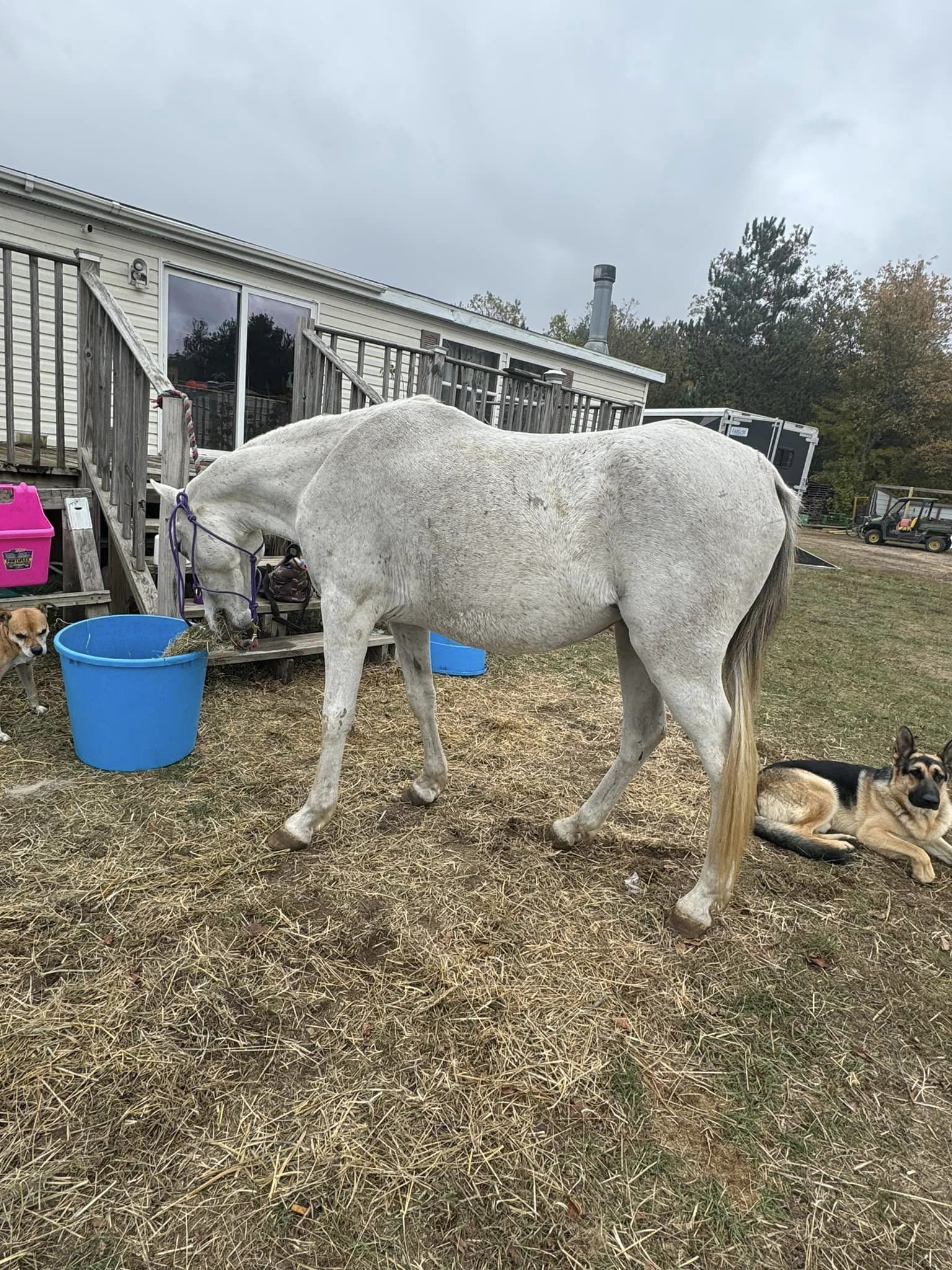 Arabian mare, Breea, is halter trained and ready to start under saddle ...