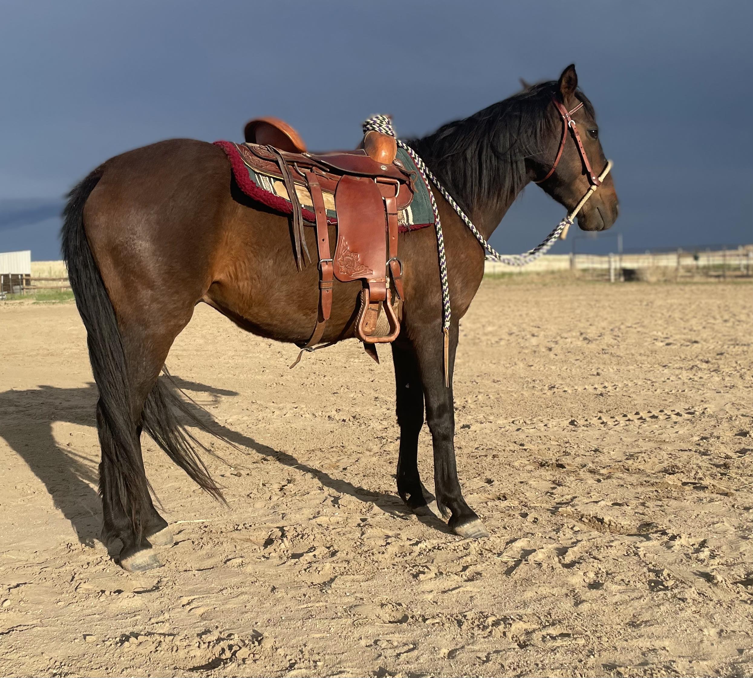Heath - 7 year old Mustang - Equine