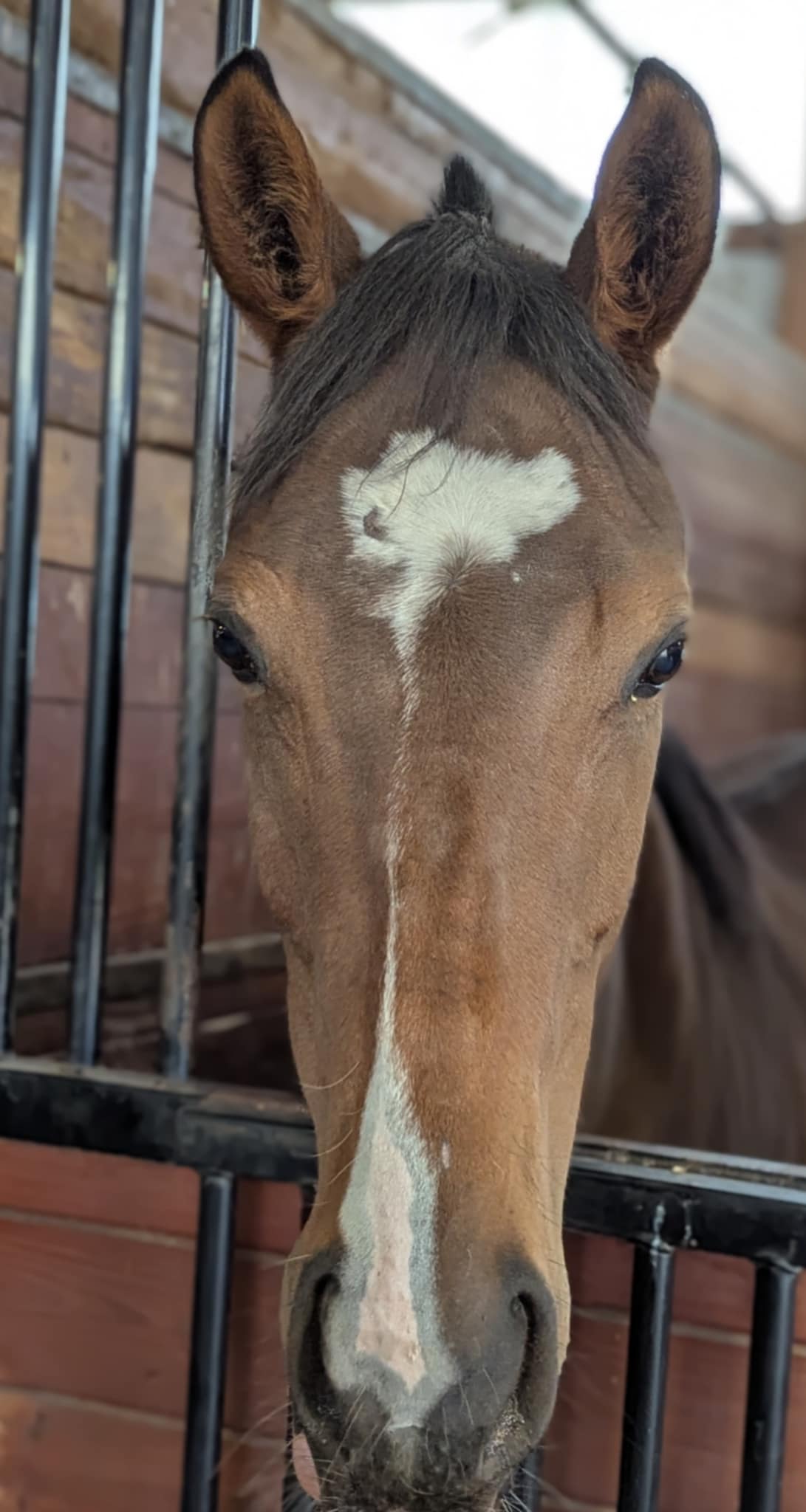 Anointed of God - Equine